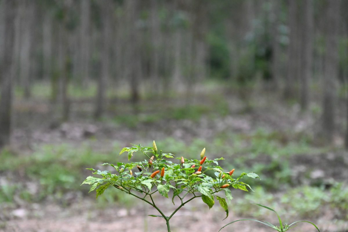 Visit to partners in Thailand: Solidarity in action | FAIR RUBBER