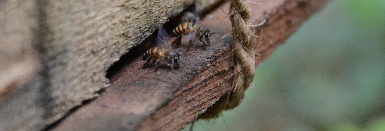 Did you know that rubber trees have sweet spots? | FAIR RUBBER